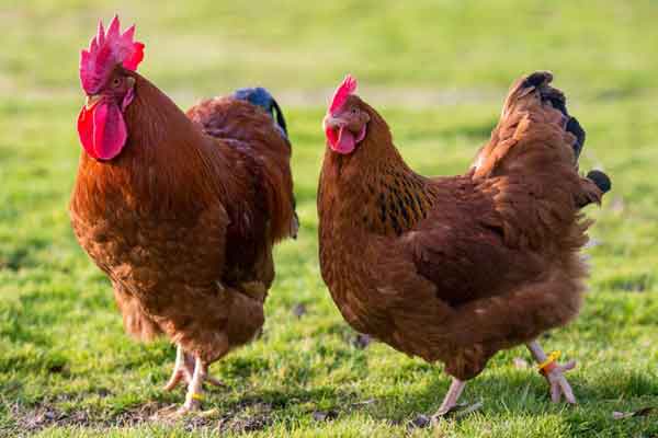 Tavuk ırkları ve özellikleri | En iyi tavuk cinsleri | Altın Kuluçka