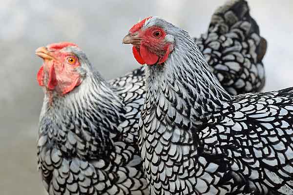 Tavuk ırkları ve özellikleri | En iyi tavuk cinsleri | Altın Kuluçka