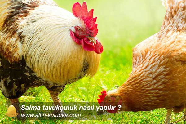 Salma Tavukçuluk Nasıl Yapılır ? | Altın kuluçka
