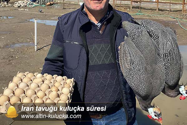 İran tavuğu kuluçka süresi ve koşulları | Altın kuluçka