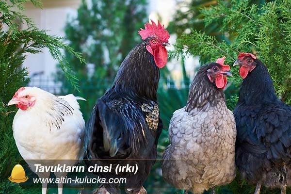 tavuk yumurtalarının küçük olması ve nedenleri | Altın kuluçka