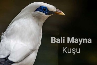 Çiğdeci Kuşu Irkları ve Özellikleri | Altın Kuluçka