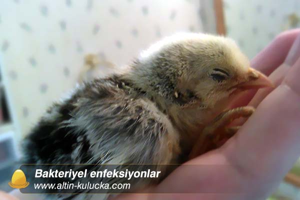 Civcivlerde ishal olma nedenleri ve tedavisi | Altın Kuluçka