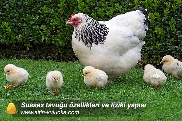 sussex tavuğu özellikleri ve verimliliği | Altın Kuluçka