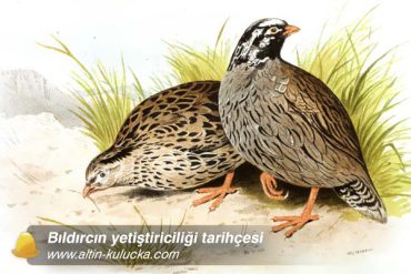 Bıldırcın Yetiştiriciliği Tarihçesi | Altın kuluçka