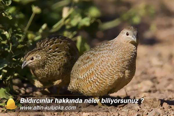 Bıldırcın yetiştiriciliği tarihçesi ve üretimi | Altın kuluçka