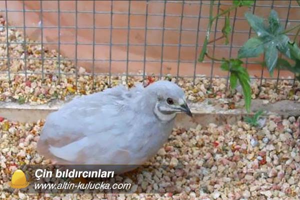 Bıldırcın Irkları ve Özellikleri | Altın Kuluçka