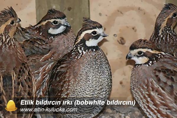Bıldırcın Irkları ve Özellikleri | Altın Kuluçka