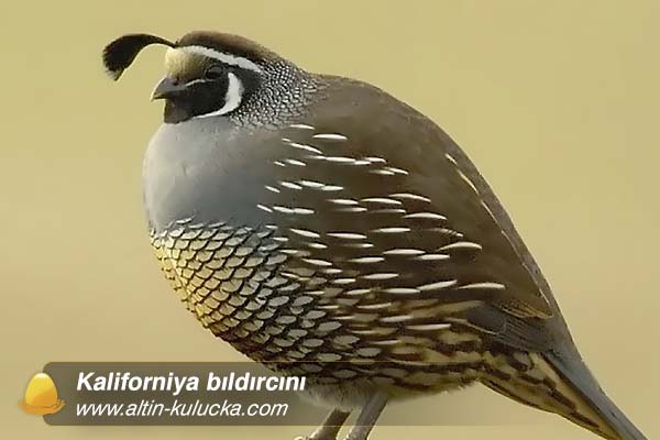 Bıldırcın Irkları ve Özellikleri | Altın Kuluçka