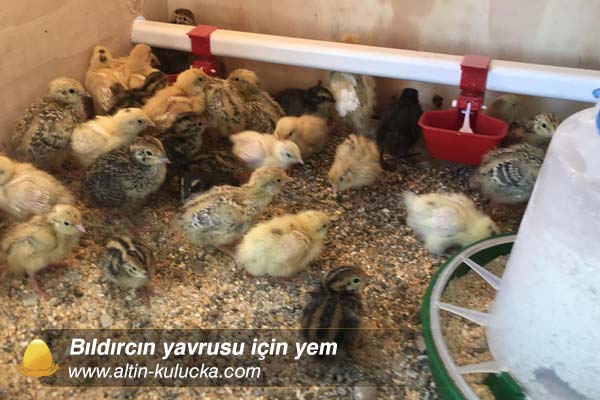 Bıldırcın Yavrusu Bakımı ve Beslenmesi | Altın Kuluçka