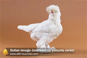Sultan tavuğu özellikleri ve yumurta verimi | Altın kuluçka
