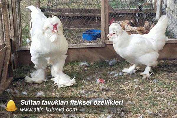 Sultan tavuğu özellikleri ve yumurta verimi | Altın kuluçka