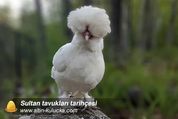 Sultan tavuğu özellikleri ve yumurta verimi | Altın kuluçka