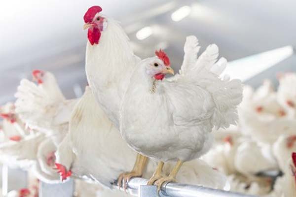 Tinted tavuğu özellikleri | yumurta tavukçuluğu | Altın kuluçka