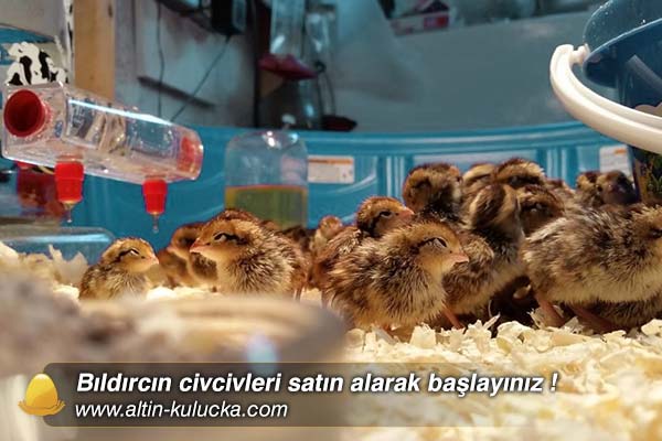 Bıldırcın Yumurtlaması + Yapılması Gerekenler| Altın kuluçka