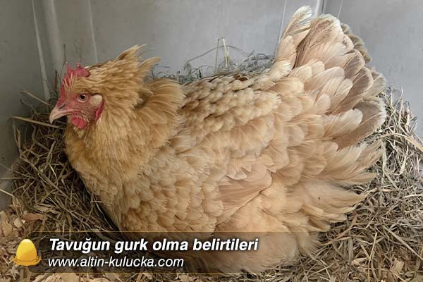 Tavuğun gurk olmasını önlemek için yöntemler | Altın Kuluçka