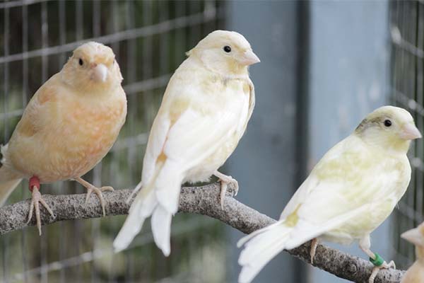 Kanarya cinsiyet ayrımı nasıl yapılır ? | Altın Kuluçka