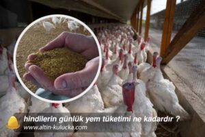 Hindilerde günlük yem tüketimi nekadar ? | Altın kuluçka