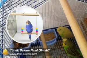 Kafes Kuşları İçin İdeal Tünek Seçimi ve Bakımı