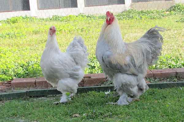Tavuk ırkları ve özellikleri | En iyi tavuk cinsleri | Altın Kuluçka