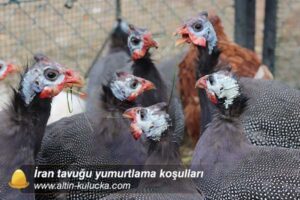 İran tavuğu kuluçka süresi ve koşulları | Altın kuluçka