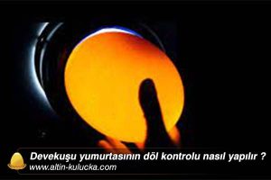 Devekuşu döl kontrolü nasıl ve ne zaman yapılır ? | Altın Kuluçka